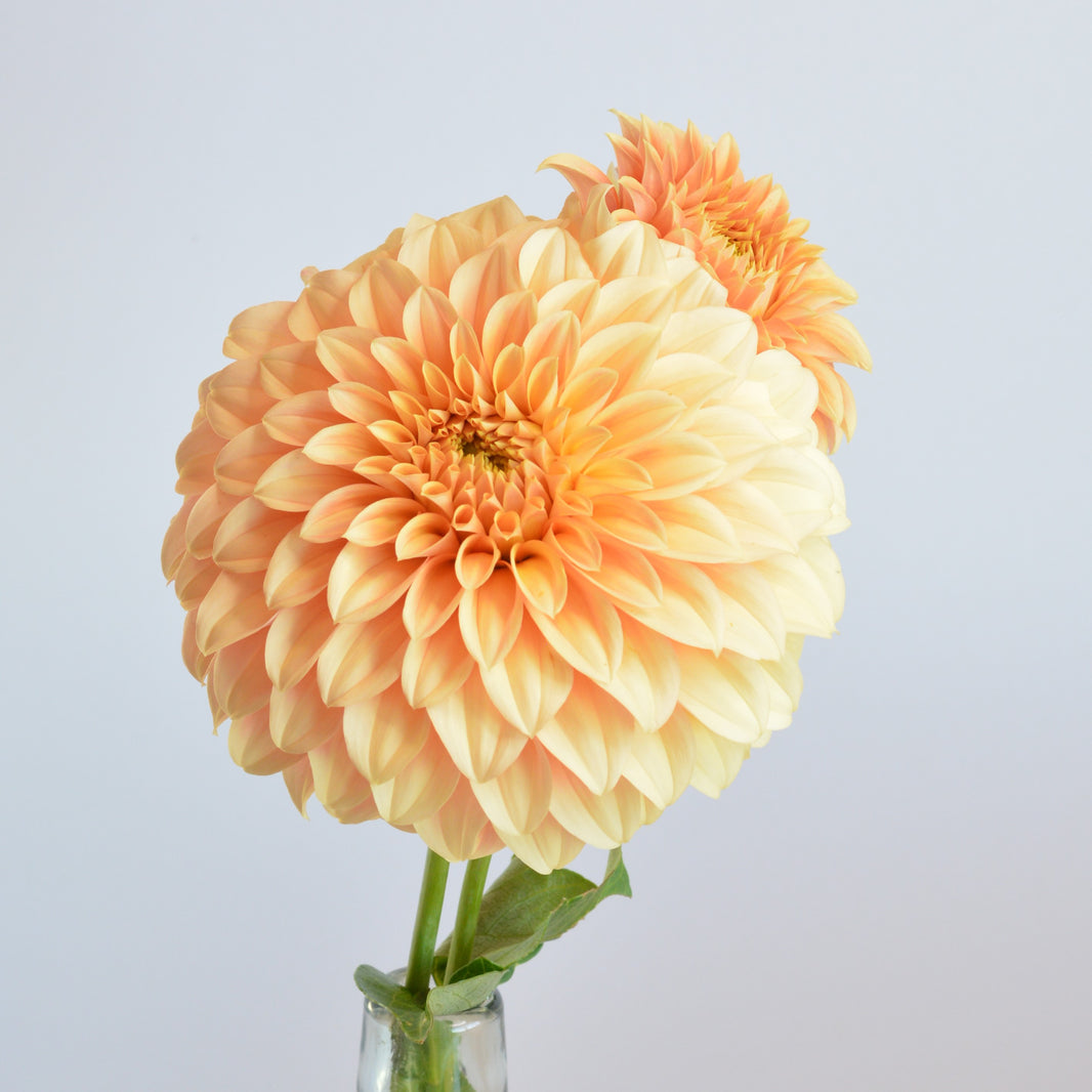 Products – Springbrook Flower Farm