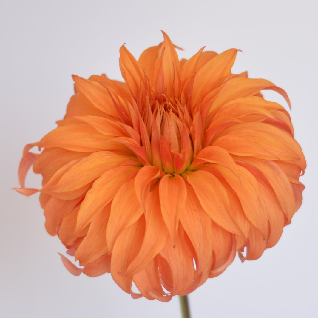 Products – Springbrook Flower Farm