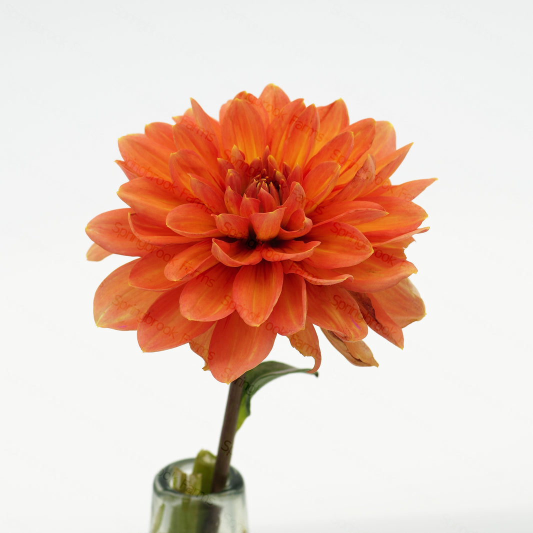 Products – Page 3 – Springbrook Flower Farm