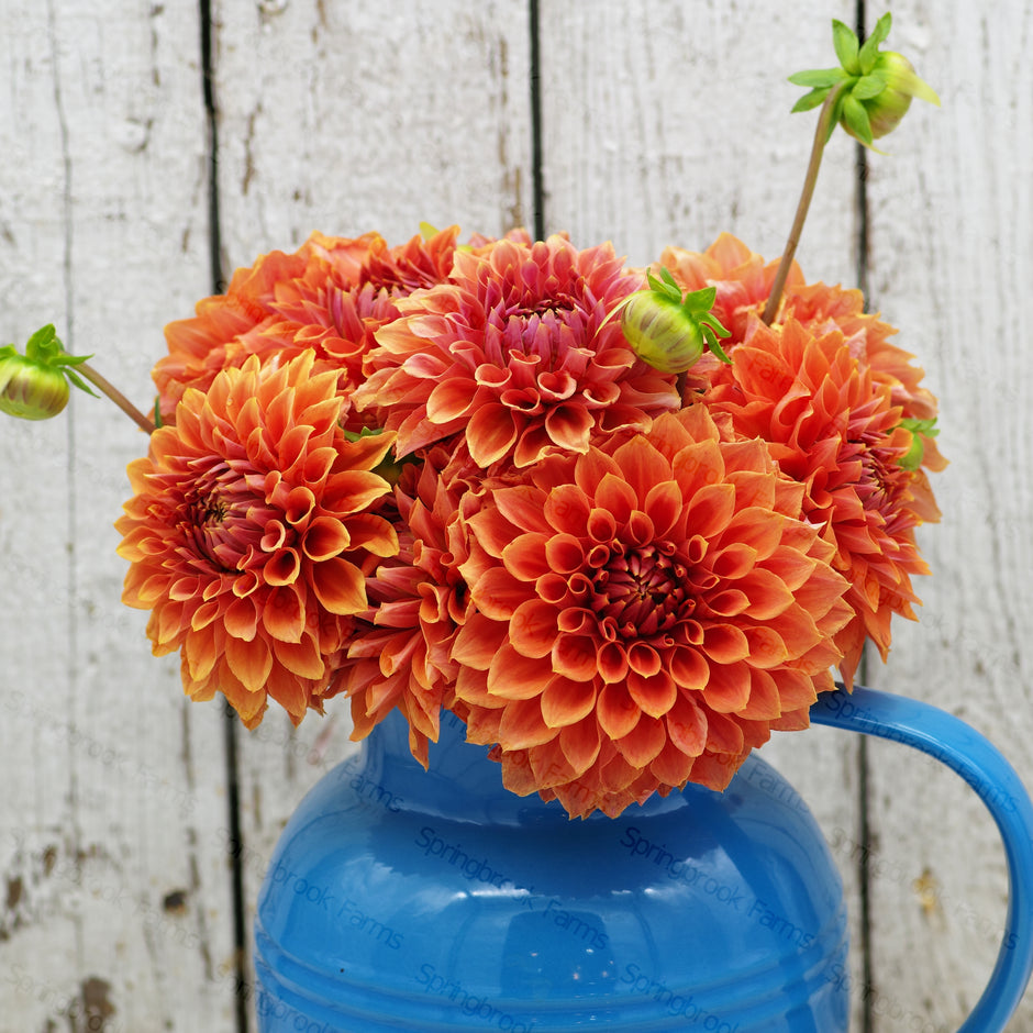 Products – Page 3 – Springbrook Flower Farm