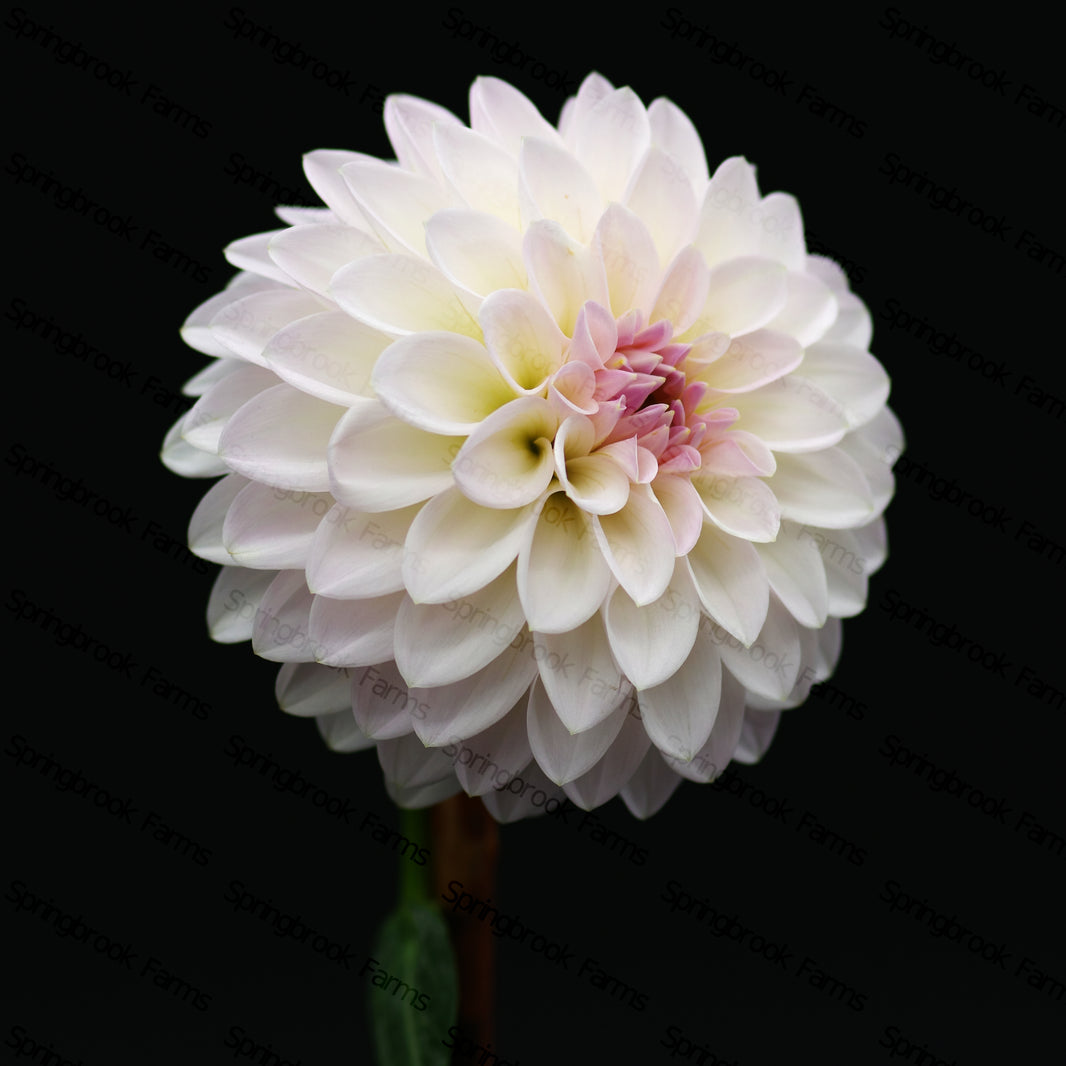 Products – Springbrook Flower Farm