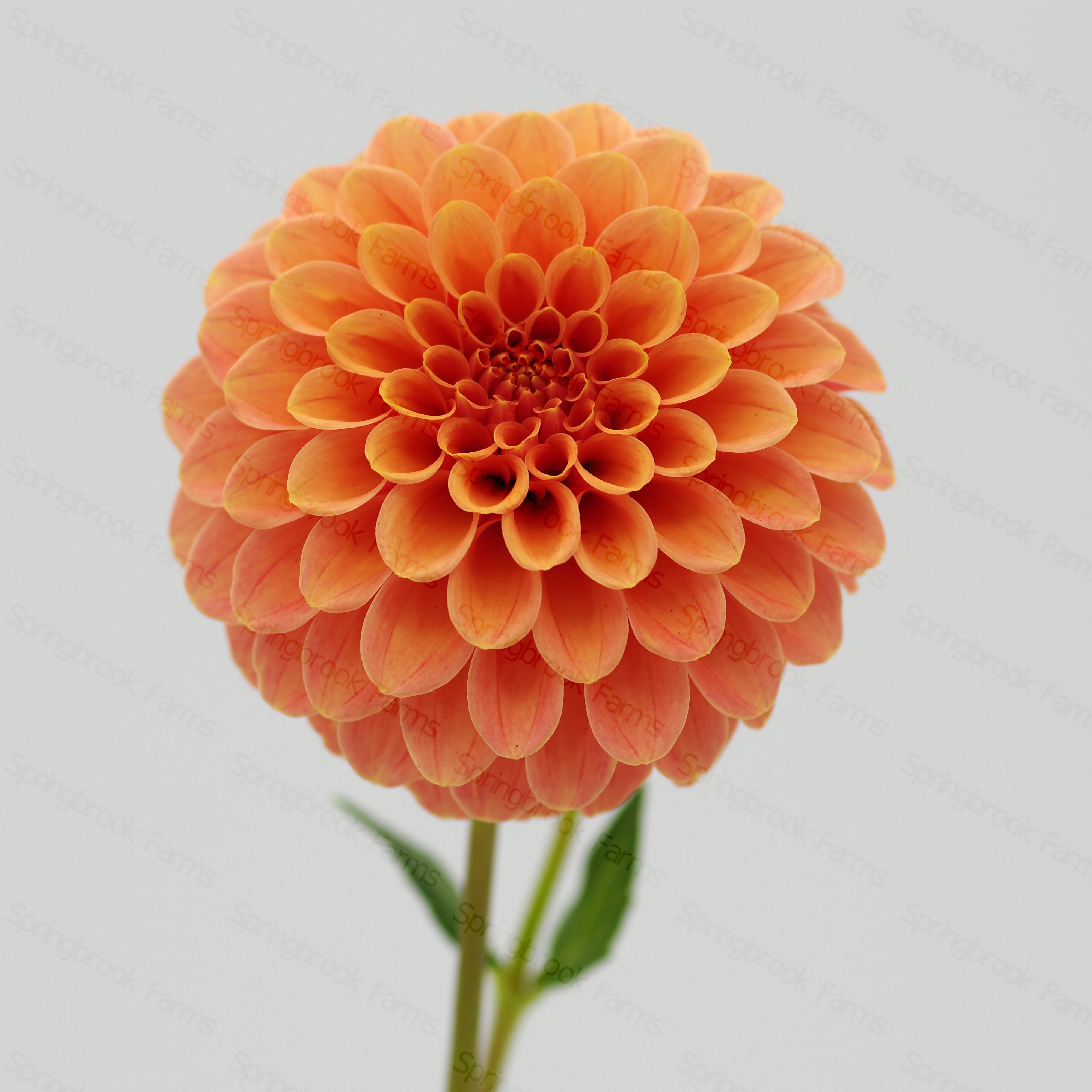 Products – Page 3 – Springbrook Flower Farm