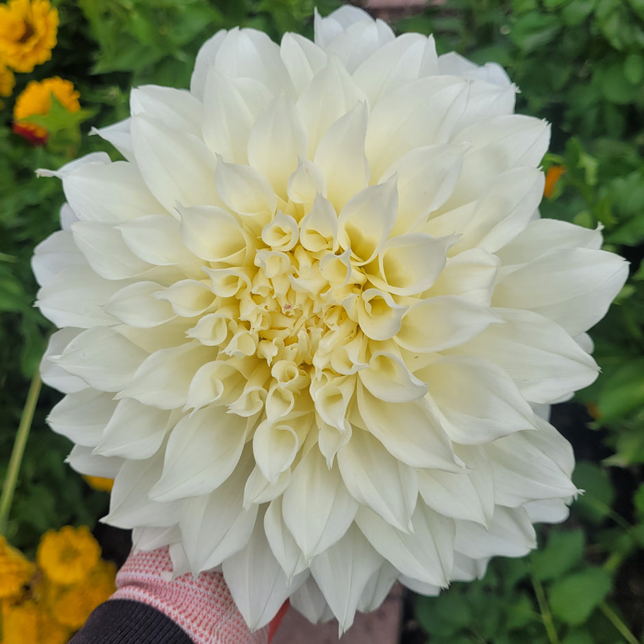 Products – Page 3 – Springbrook Flower Farm