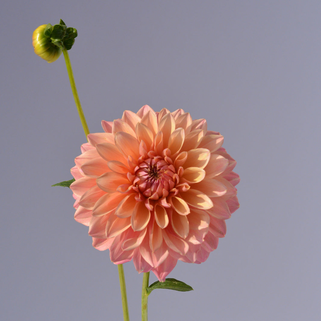 Products – Page 3 – Springbrook Flower Farm